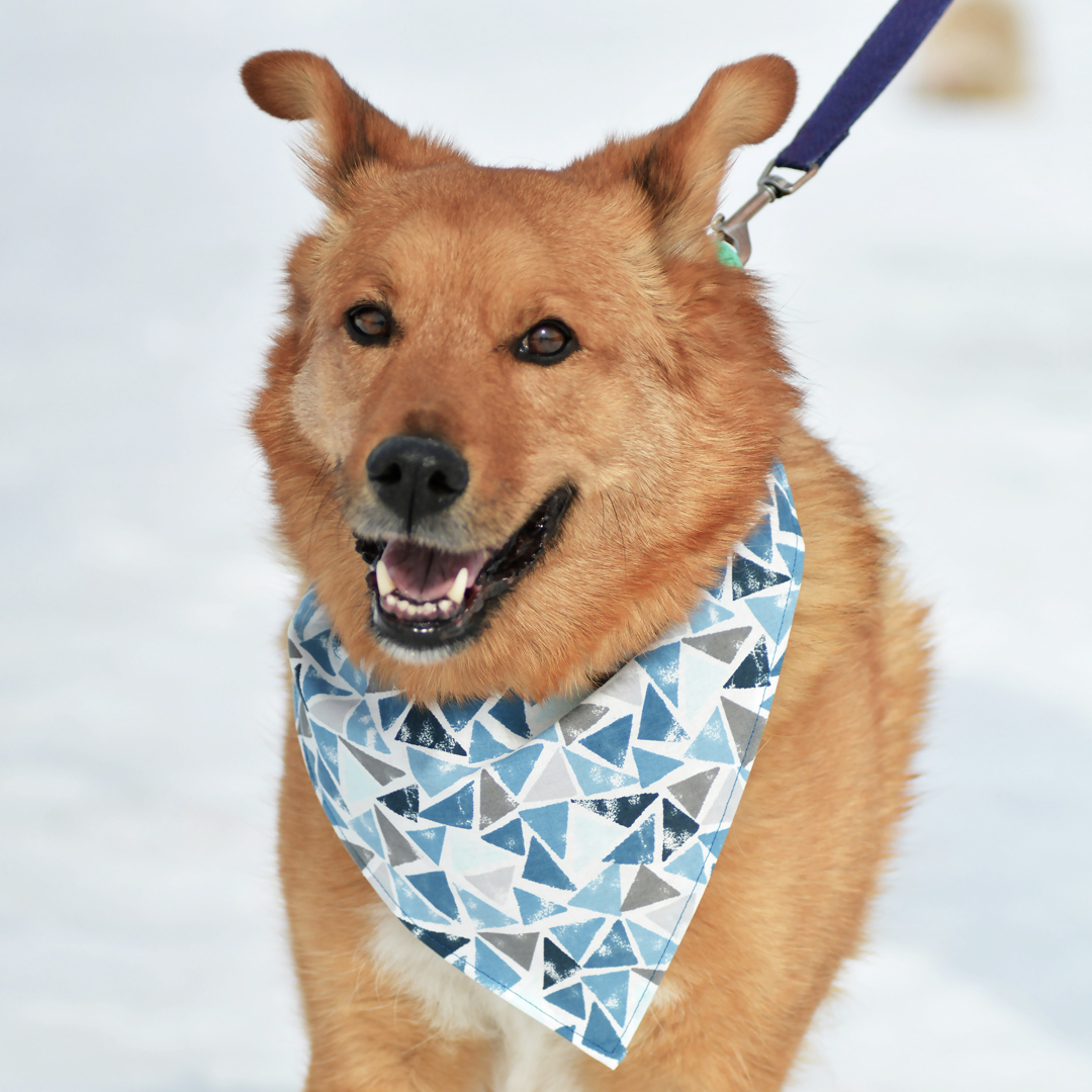 Pet Collar Bandana - Fabricland West